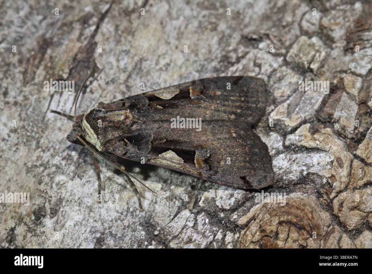 Setaceous Hebrew character (Xestia c-nigrum Stock Photo - Alamy