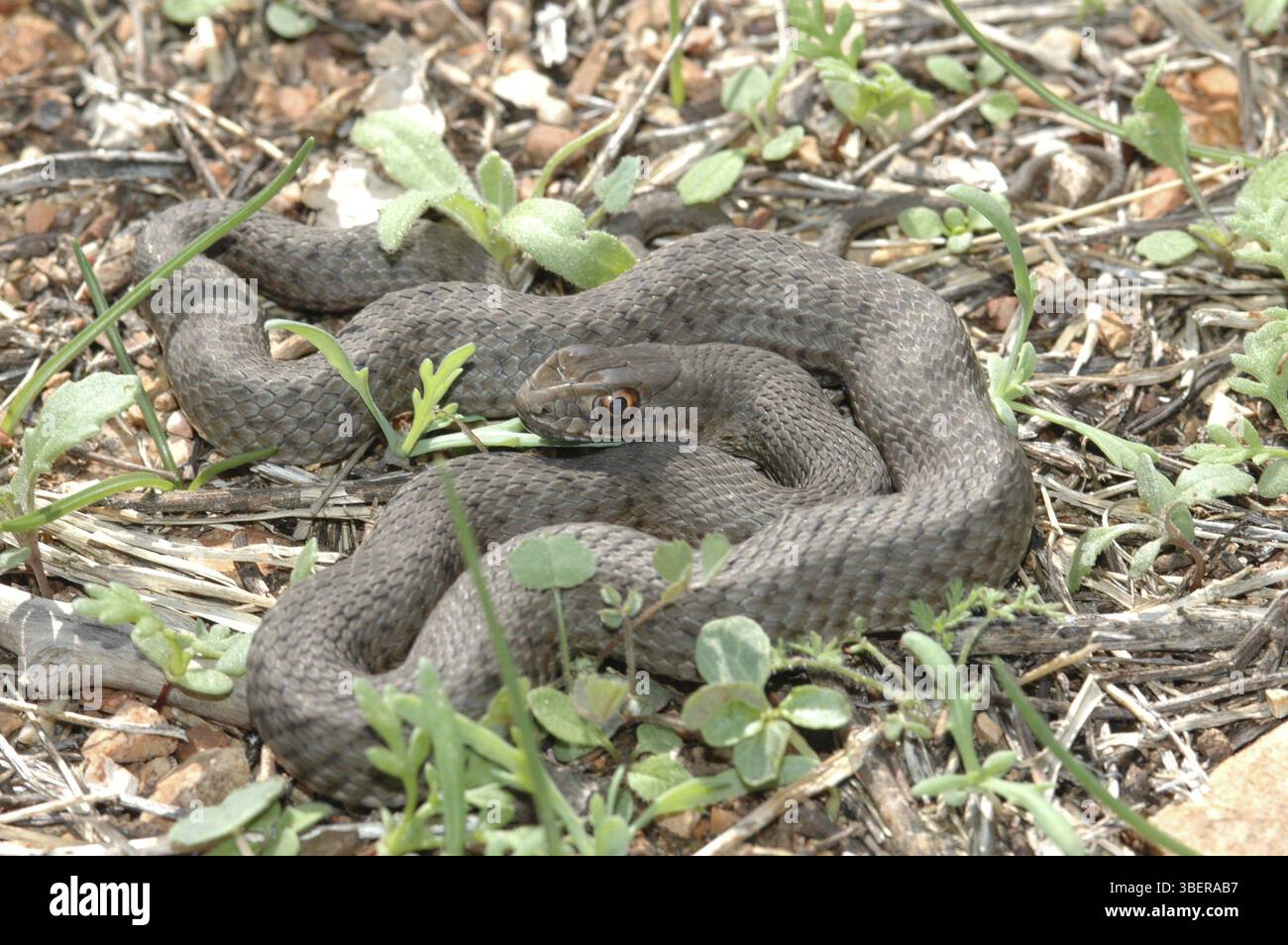 Malpolon insignitus fuscus hi-res stock photography and images - Alamy