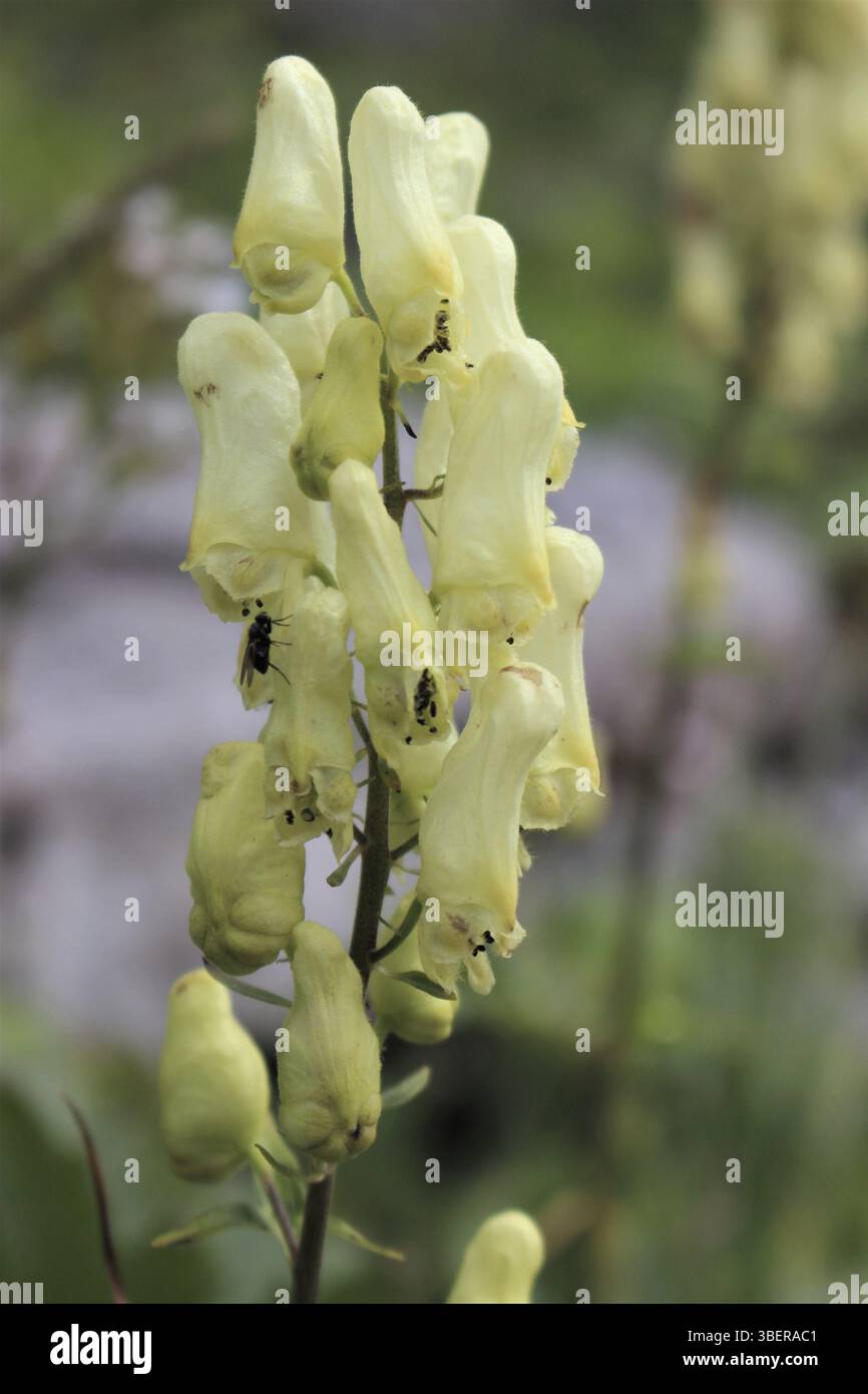 Poisonous flower aconitum lycoctonum wolfsbane hi-res stock photography ...
