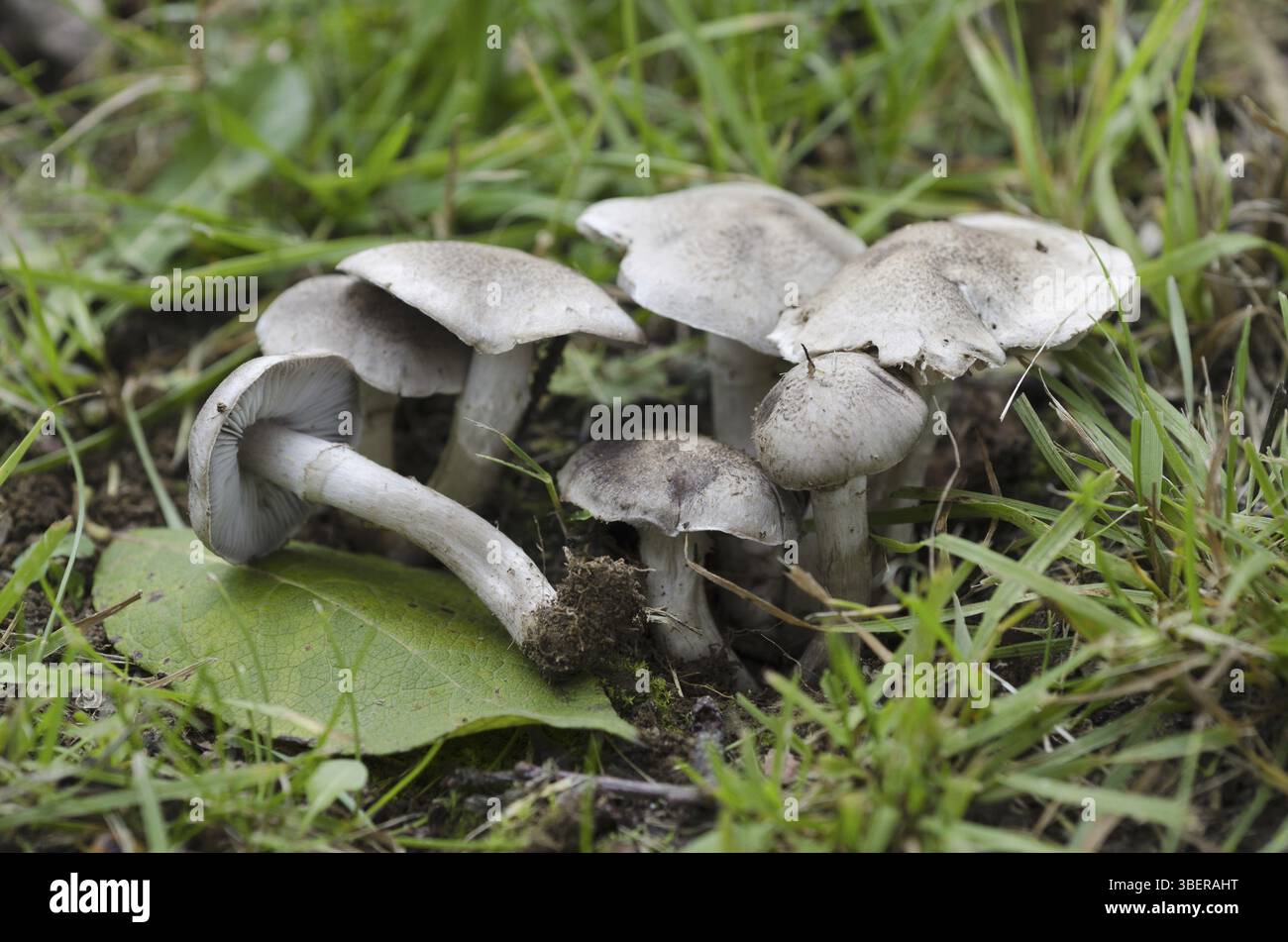 Earth knight mushroom hi-res stock photography and images - Alamy