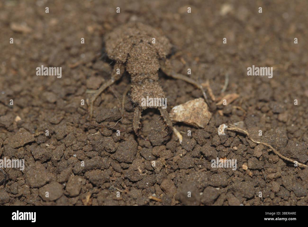 Ant lion (Myrmeleon sp Stock Photo - Alamy