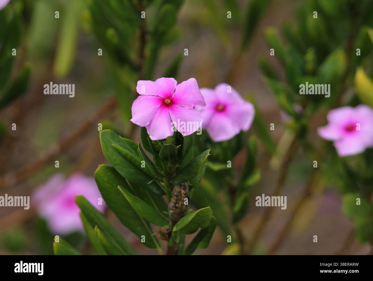 Pink periwinkle flowers on a plant in a garden Stock Photo - Alamy