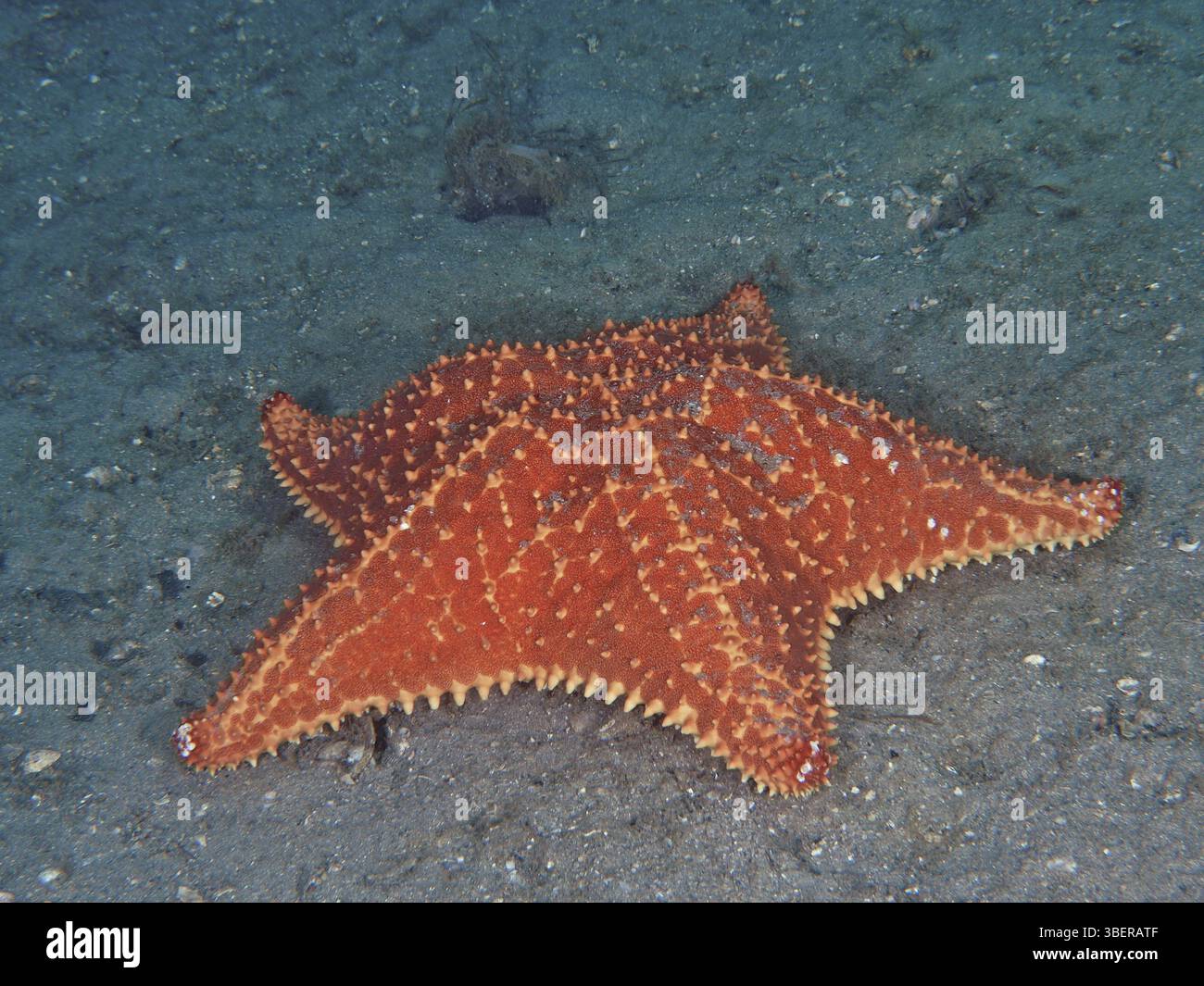 Red cushion sea star oreaster hi-res stock photography and images - Alamy