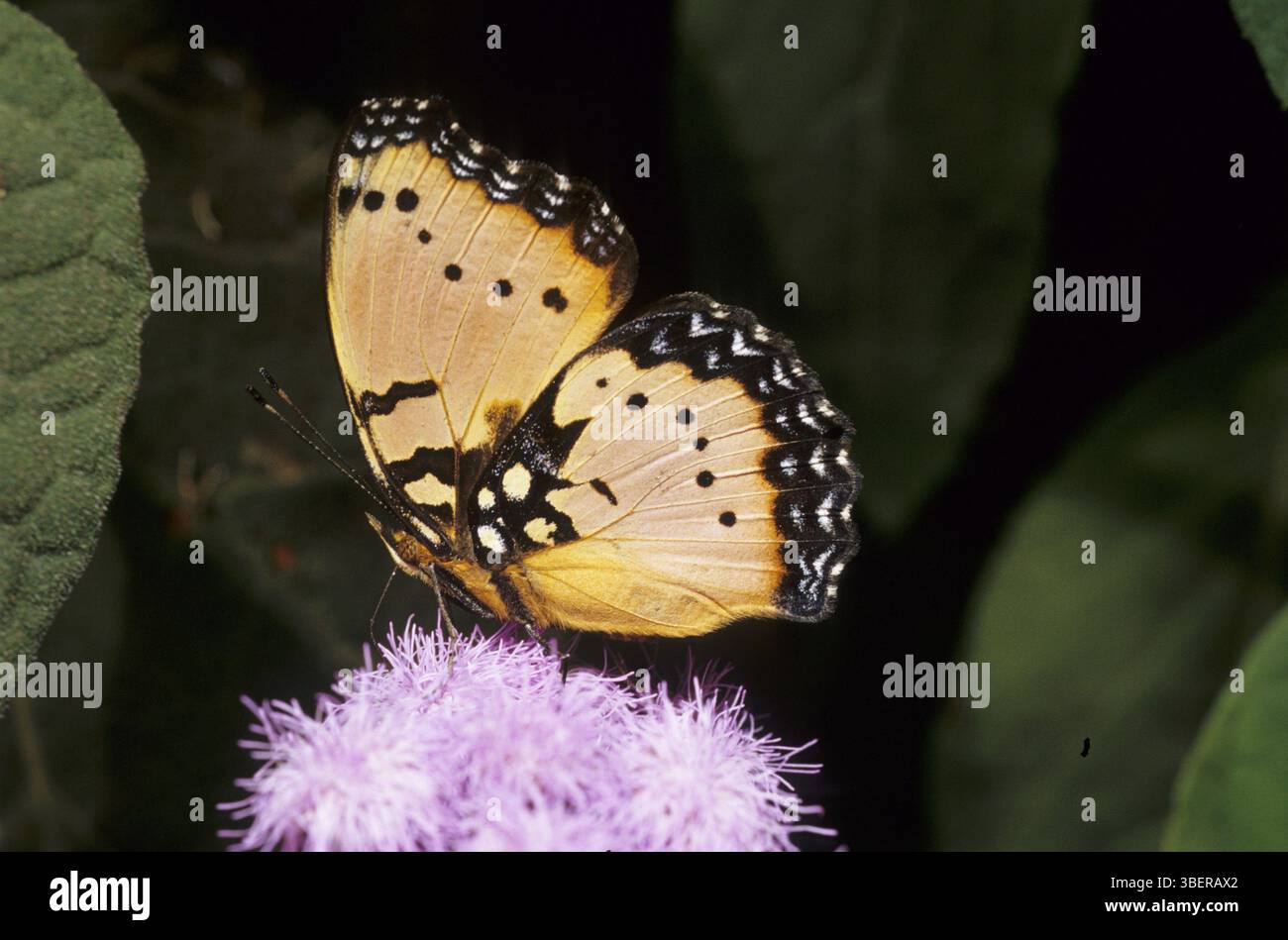 Tropical spotted moth (Nymphalidae Stock Photo - Alamy