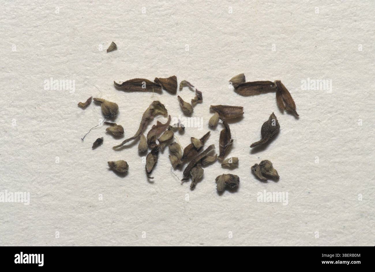 Salvia divinorum hi-res stock photography and images - Alamy