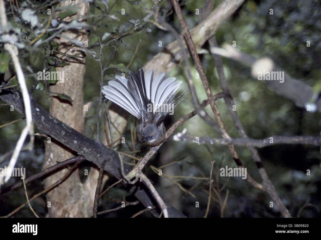 Grey fantail bird hi-res stock photography and images - Alamy