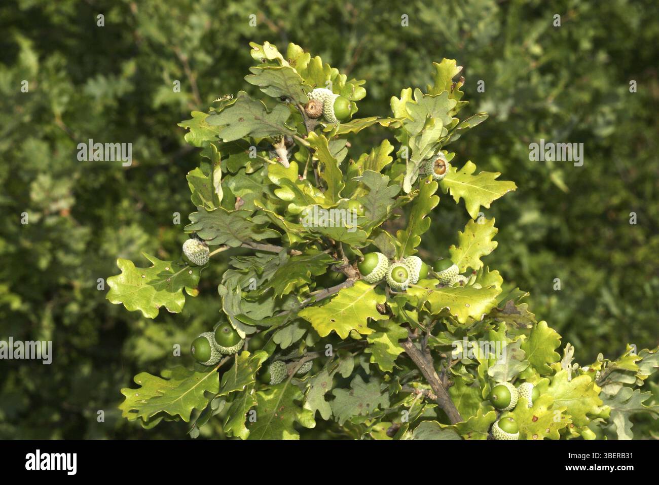 Downy oak (Quercus pubescens Stock Photo - Alamy