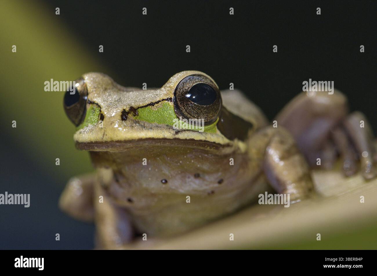 Costa Rican tree frog (Smilisca phaeota Stock Photo - Alamy