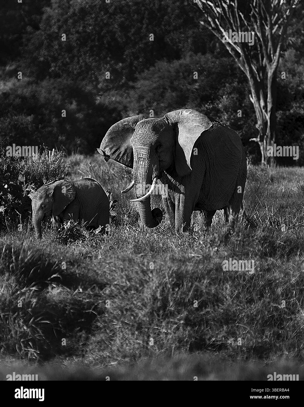 African elephant (African Elephantus Stock Photo - Alamy