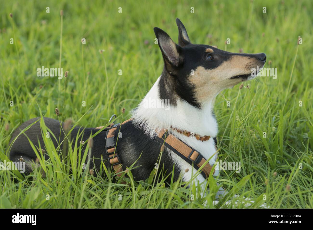 Short-haired collie (Canis lupus familiaris Stock Photo - Alamy