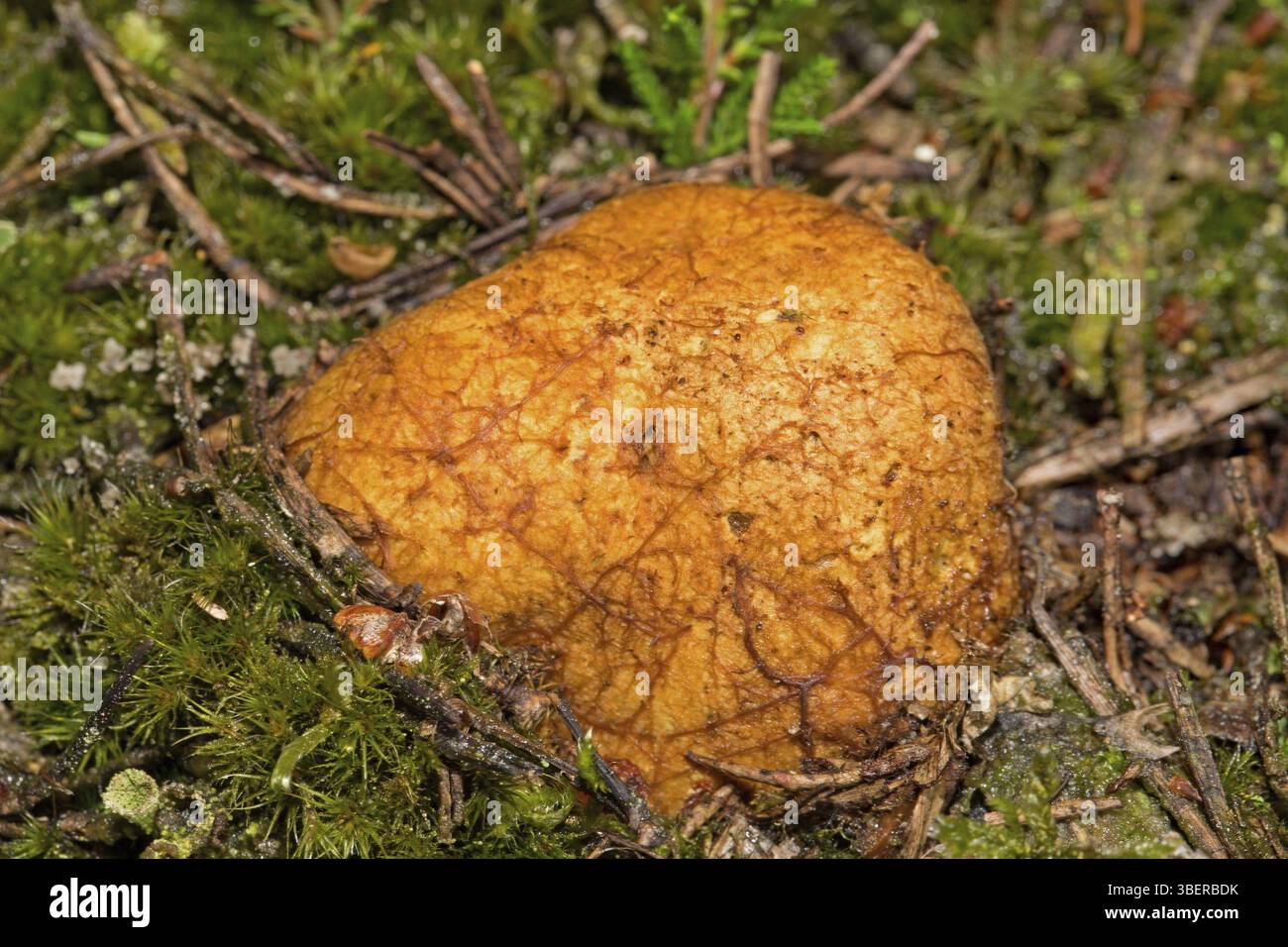 Yellowish bearded truffle (Rhizopogon luteolus Stock Photo - Alamy