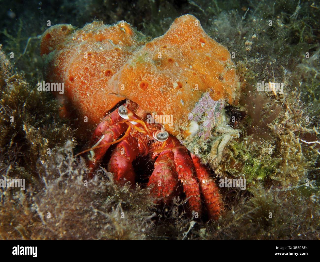 Red hermit crab dardanus hi-res stock photography and images - Alamy