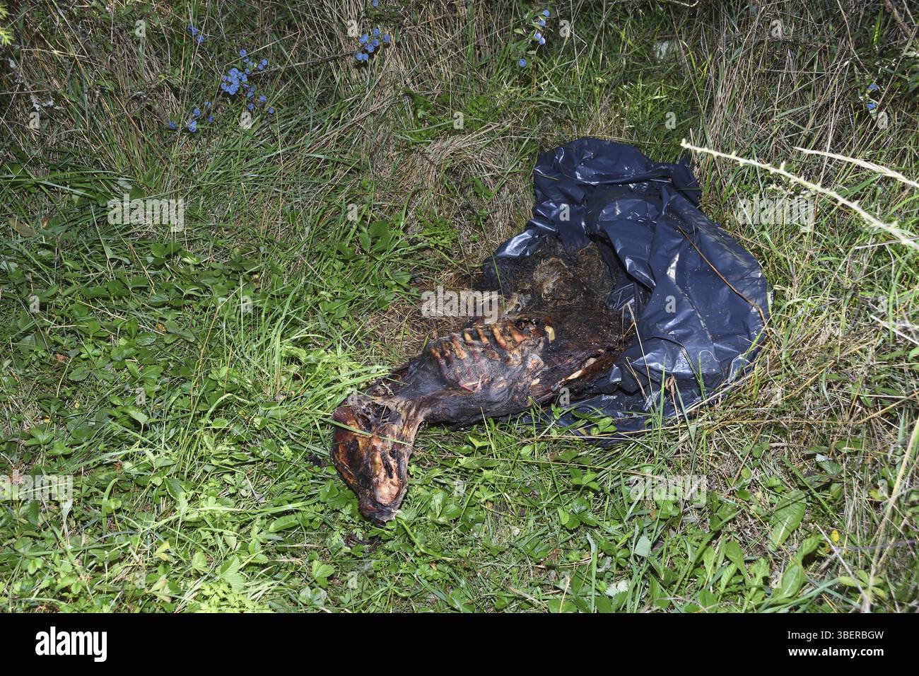Dead cattle landscape hi-res stock photography and images - Alamy
