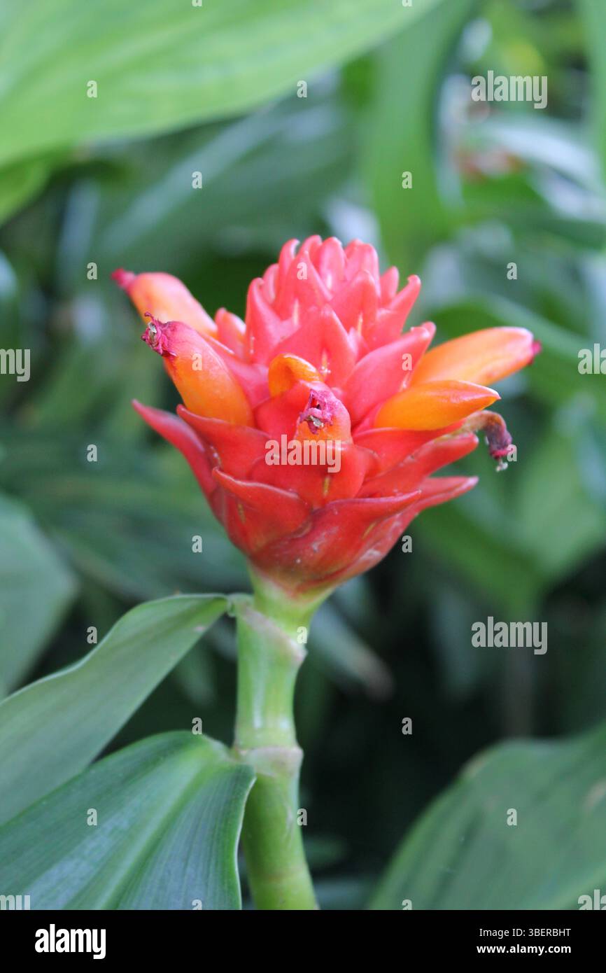 Red flower on a costus ginger plant in a tropical garden Stock Photo ...