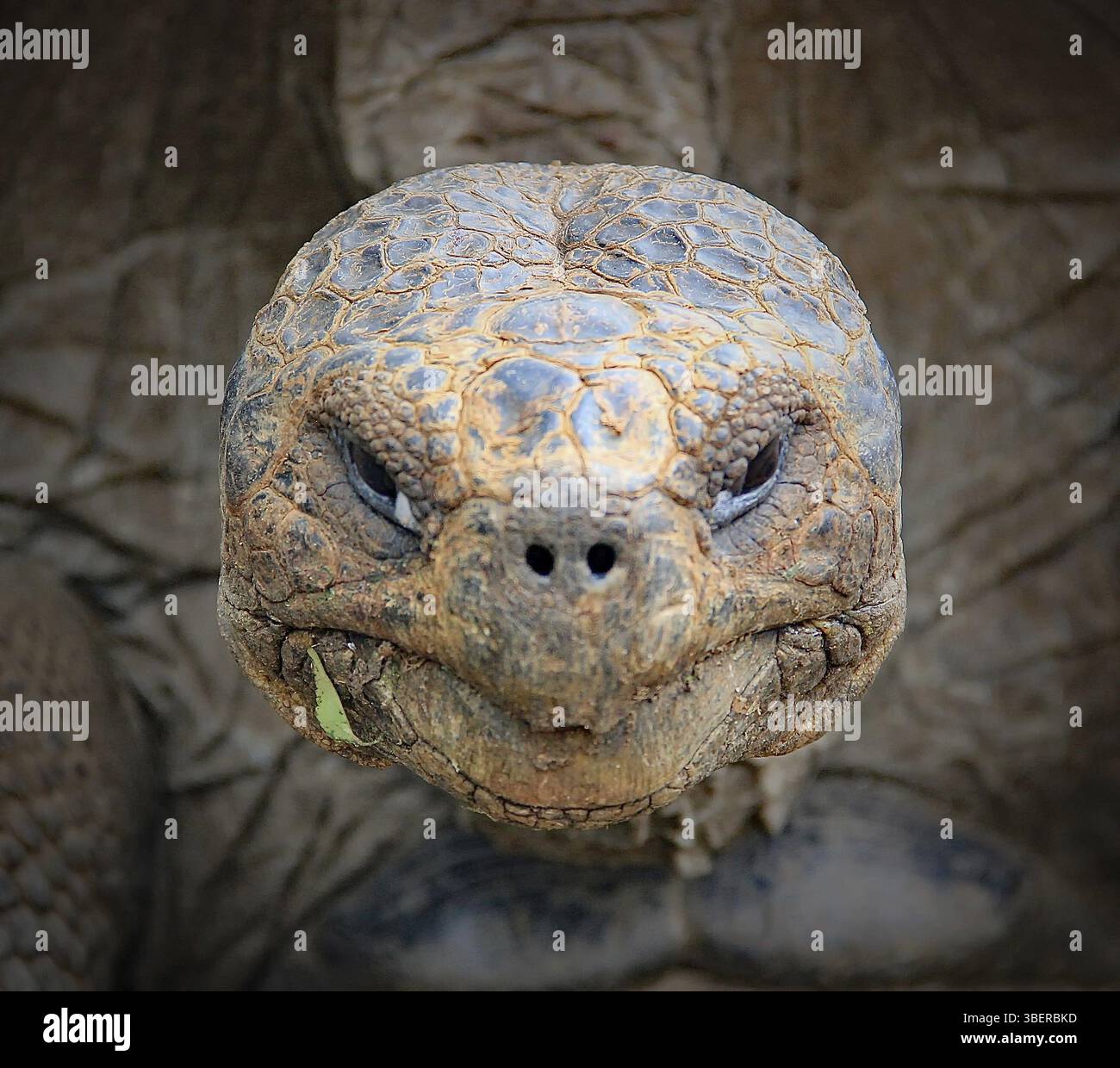 Galapagos giant tortoise (Chelonoidis nigra Stock Photo - Alamy