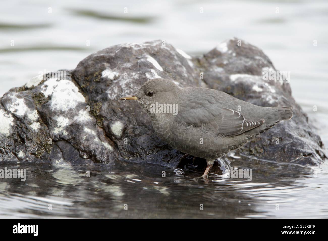 American dipper (Cinclus mexicanus Stock Photo - Alamy