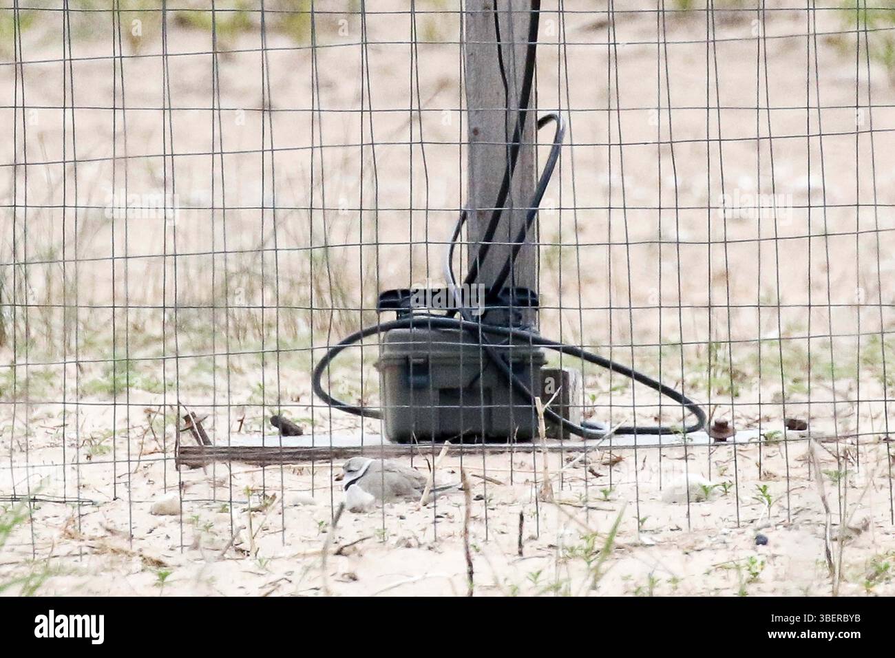 Chicago, USA. 29th May, 2025. Sea Rocket, an endangered Piping Plover ...