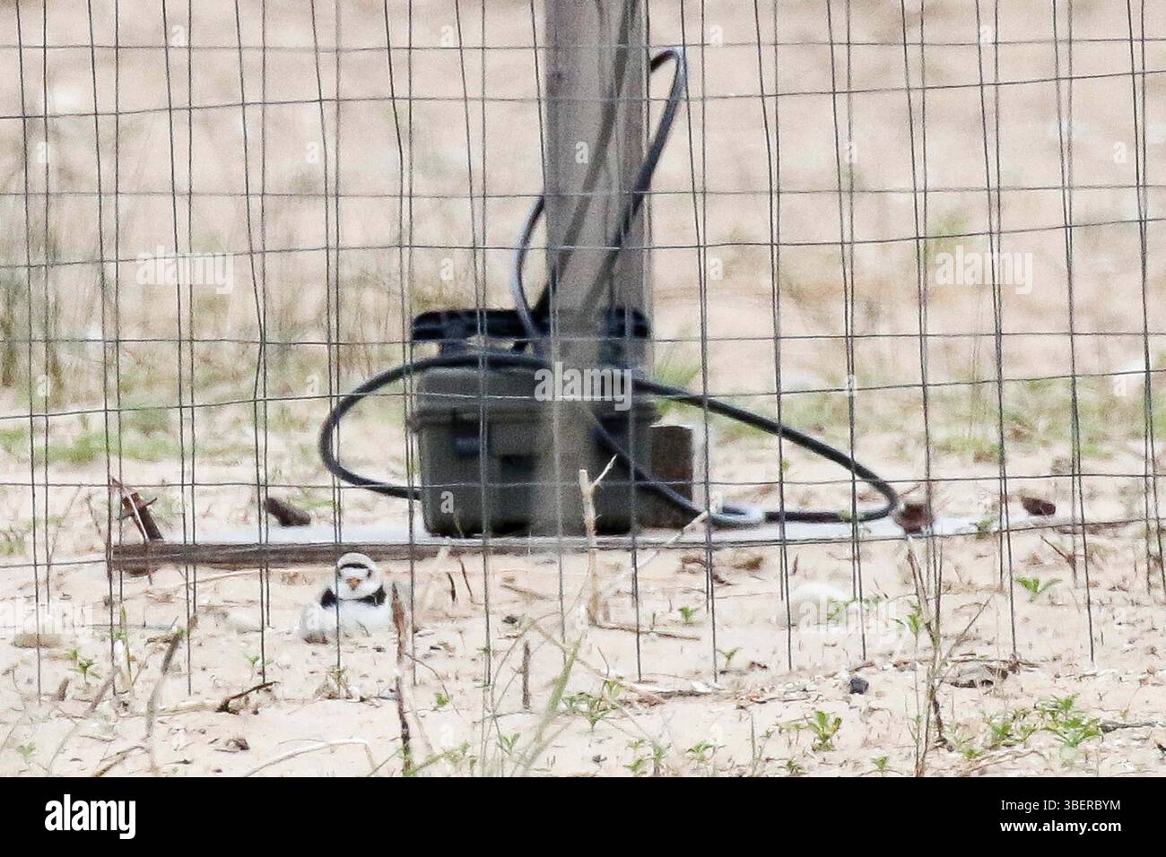 Sea Rocket, an endangered Piping Plover, is incubating four eggs inside ...
