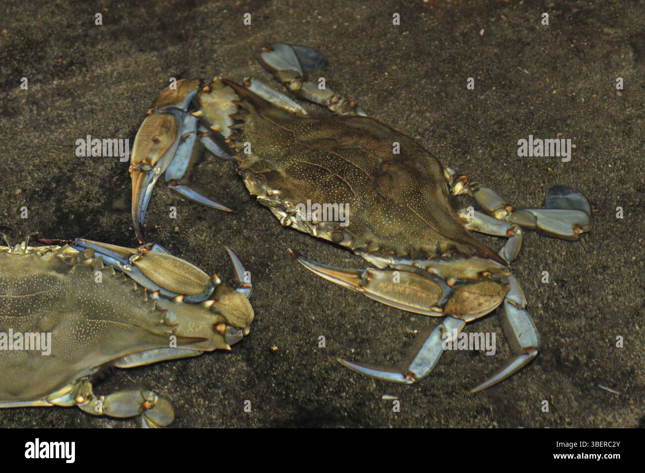 Crab swimming crab portunidae hi-res stock photography and images - Alamy