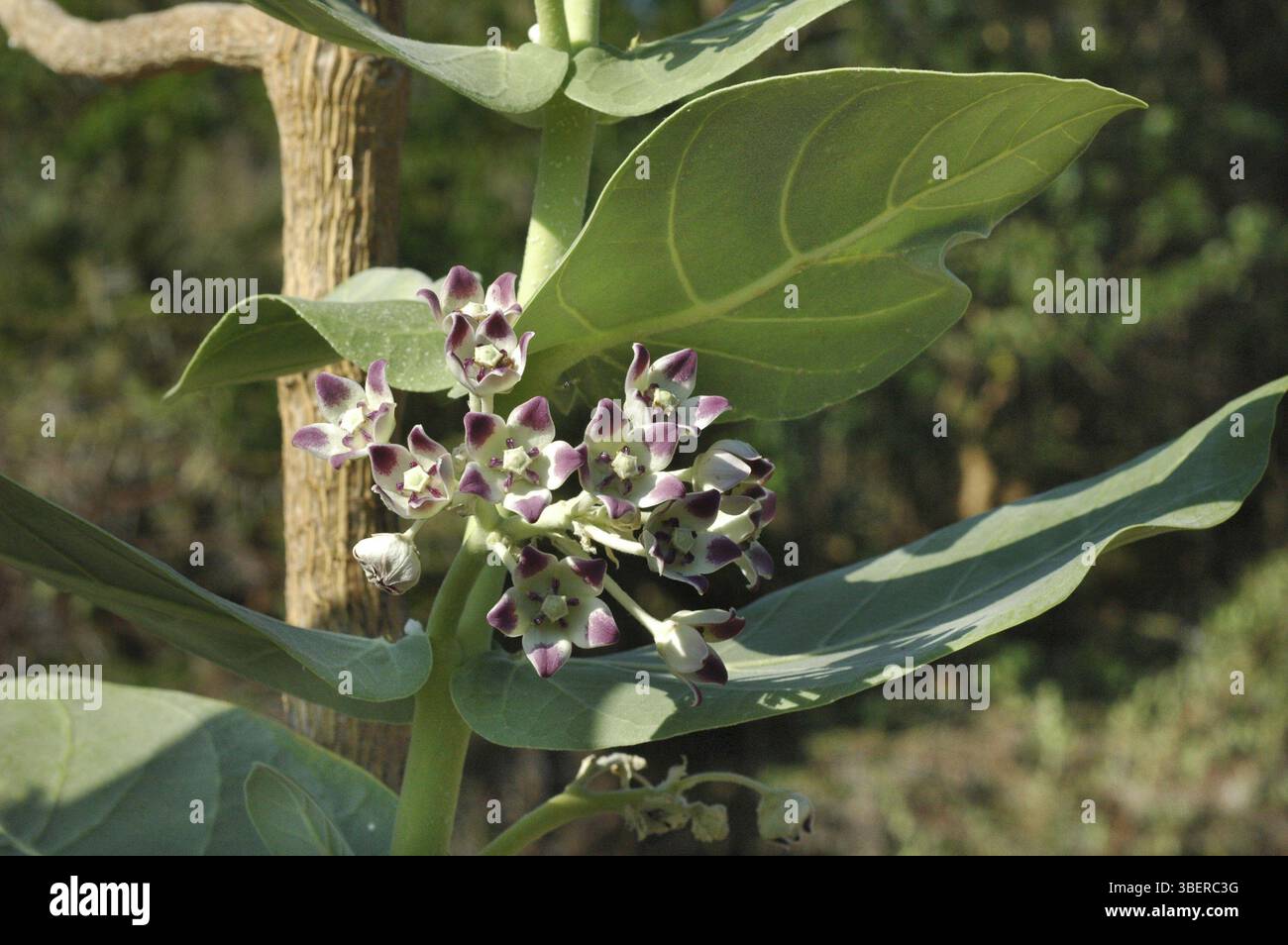 Nightshade species in Malawi (Solanum sp Stock Photo - Alamy