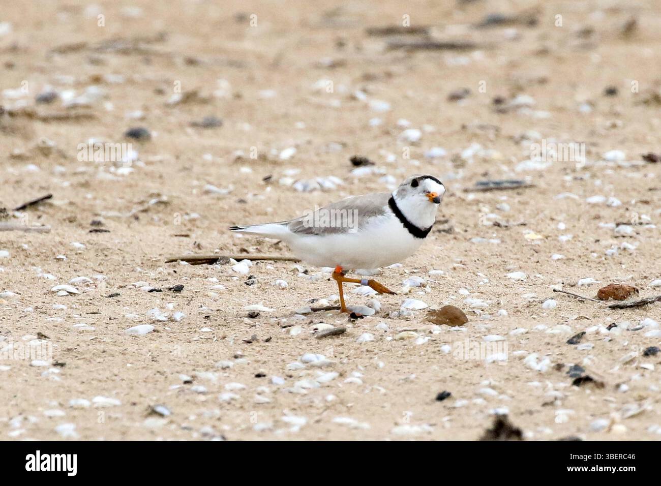 Sea Rocket, an endangered Piping Plover, is incubating four eggs inside ...