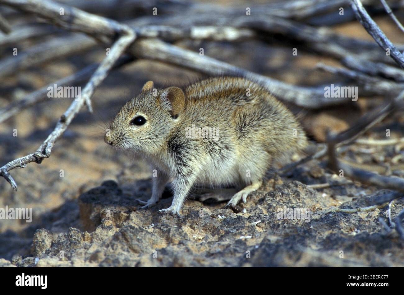 Striped mouse (Rhabdomys pumilio Stock Photo - Alamy