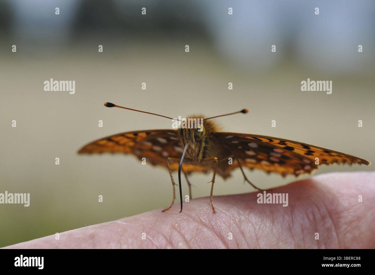 Brown-spotted pearl-bordered fritillary (Boloria selene Stock Photo - Alamy