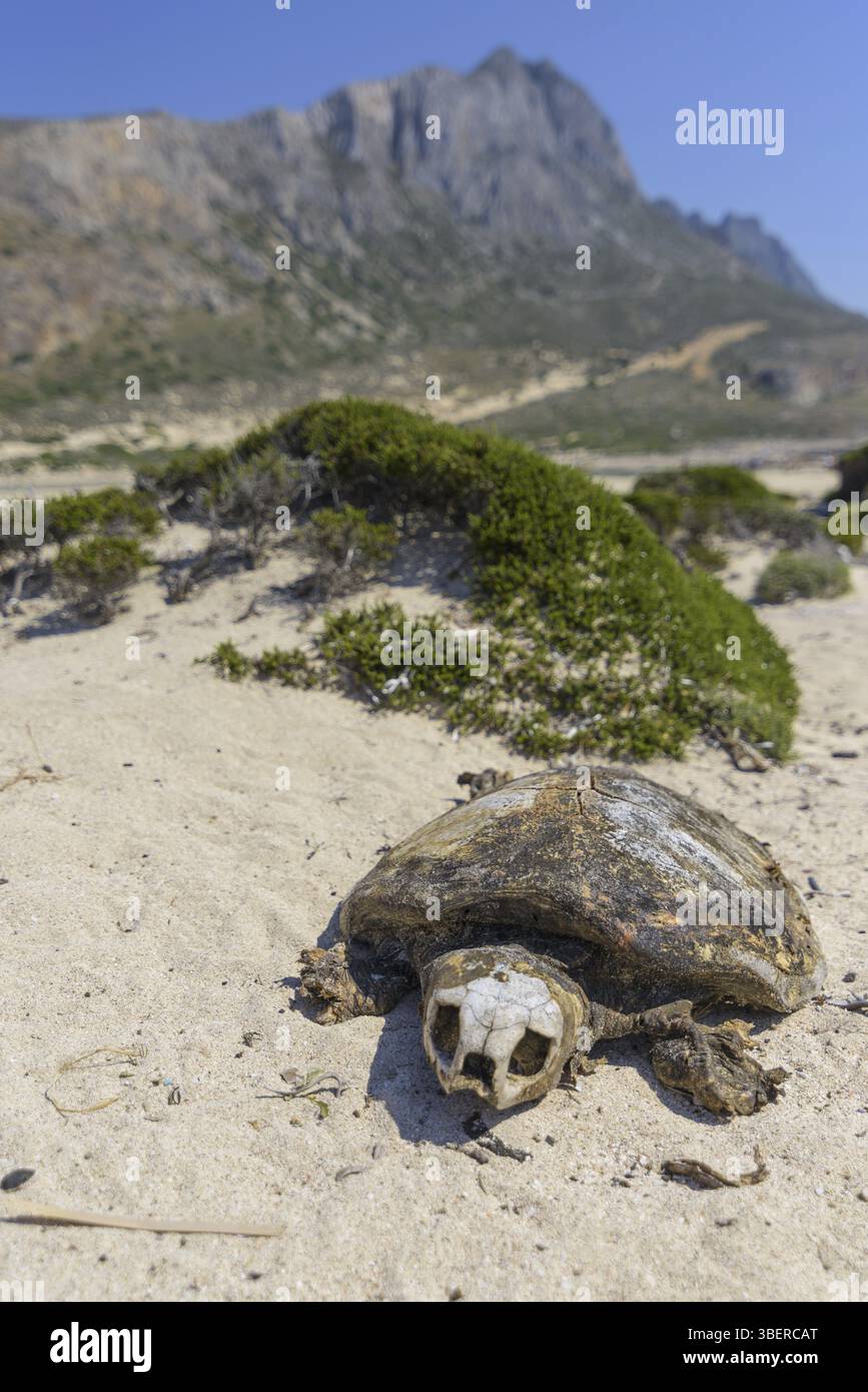 Loggerhead sea turtle (Caretta caretta Stock Photo - Alamy