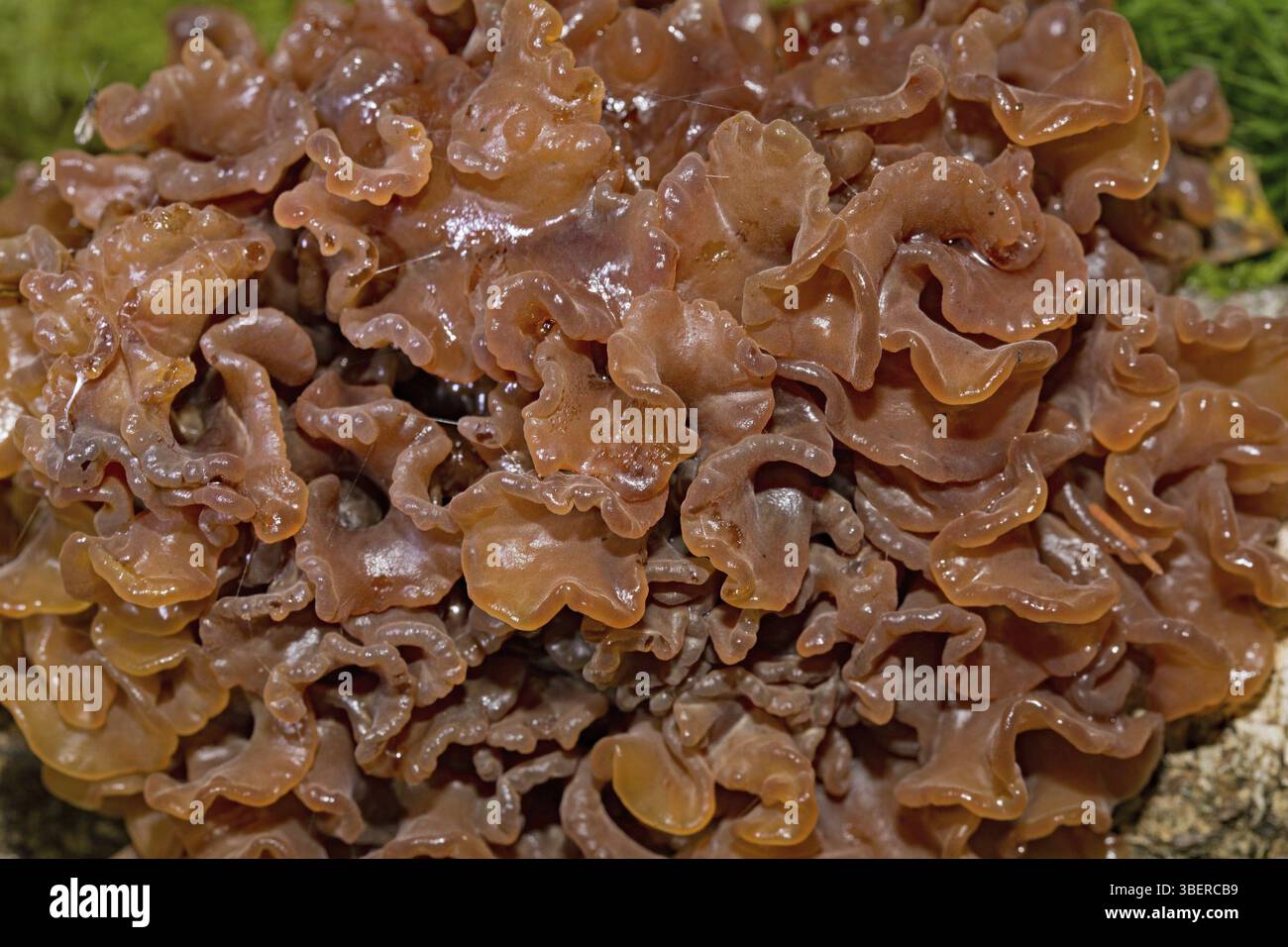 Red-brown trembler (Tremella foliacea Stock Photo - Alamy