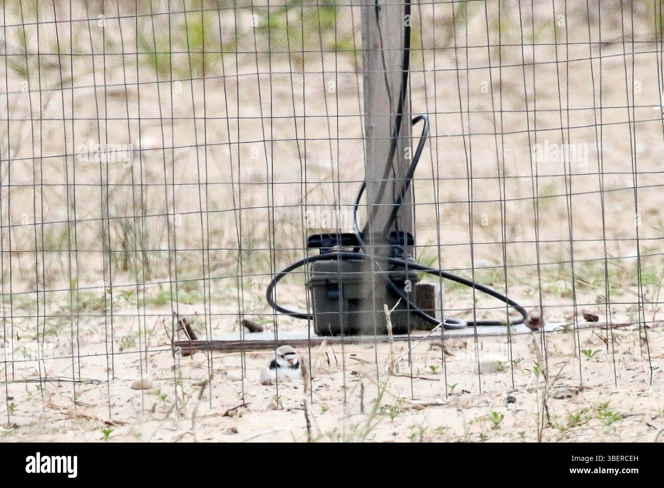 Chicago, USA. 29th May, 2025. Sea Rocket, an endangered Piping Plover ...