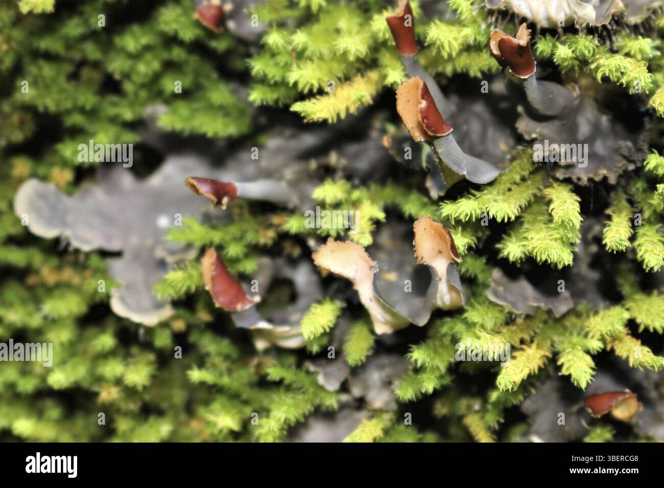 Finger-fruited shield lichen (Peltigera polydactylon Stock Photo - Alamy