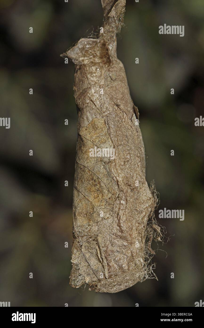Tree of God moth (Samia cynthia Stock Photo - Alamy