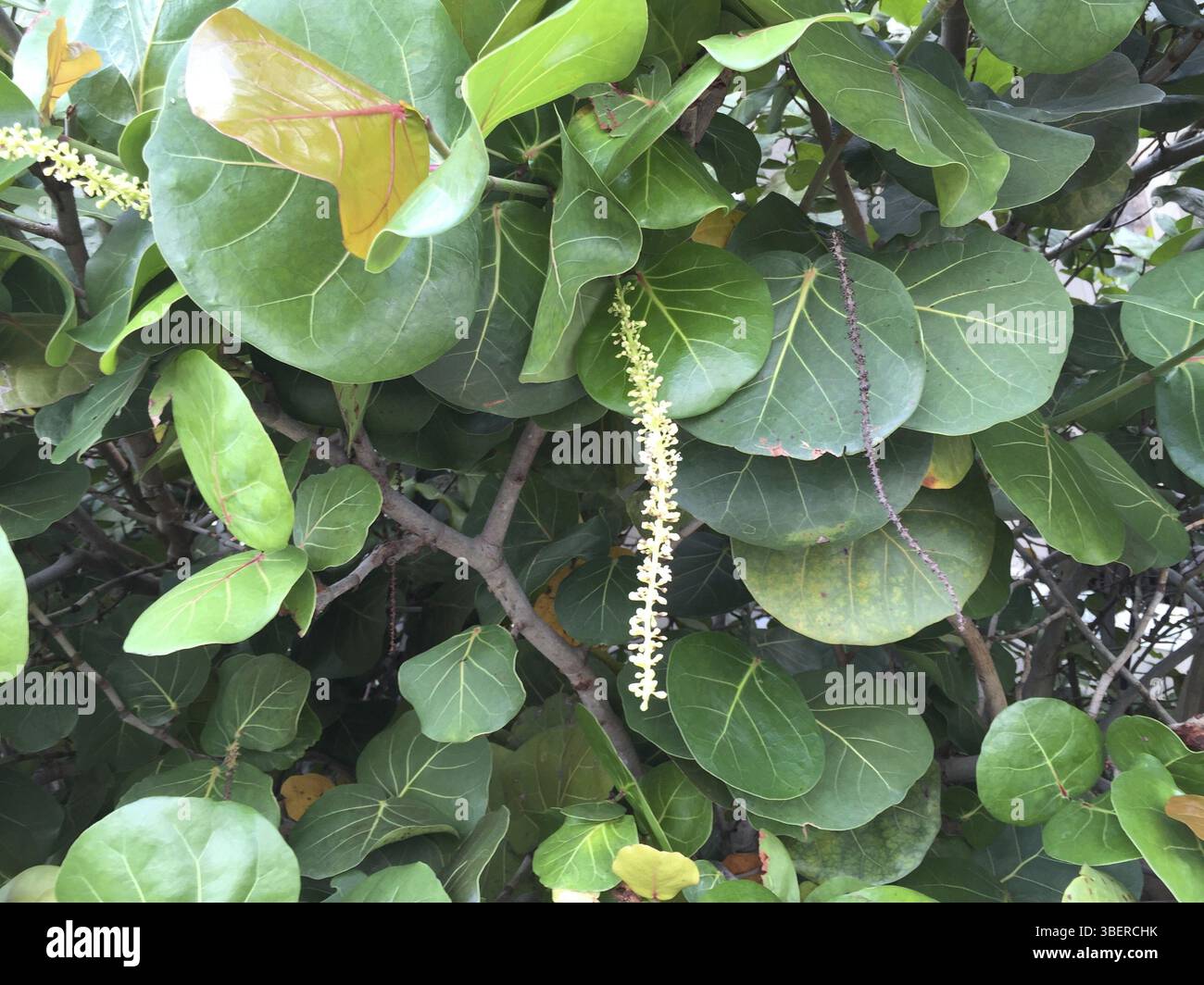 Sea grape tree (Coccoloba uvifera Stock Photo - Alamy
