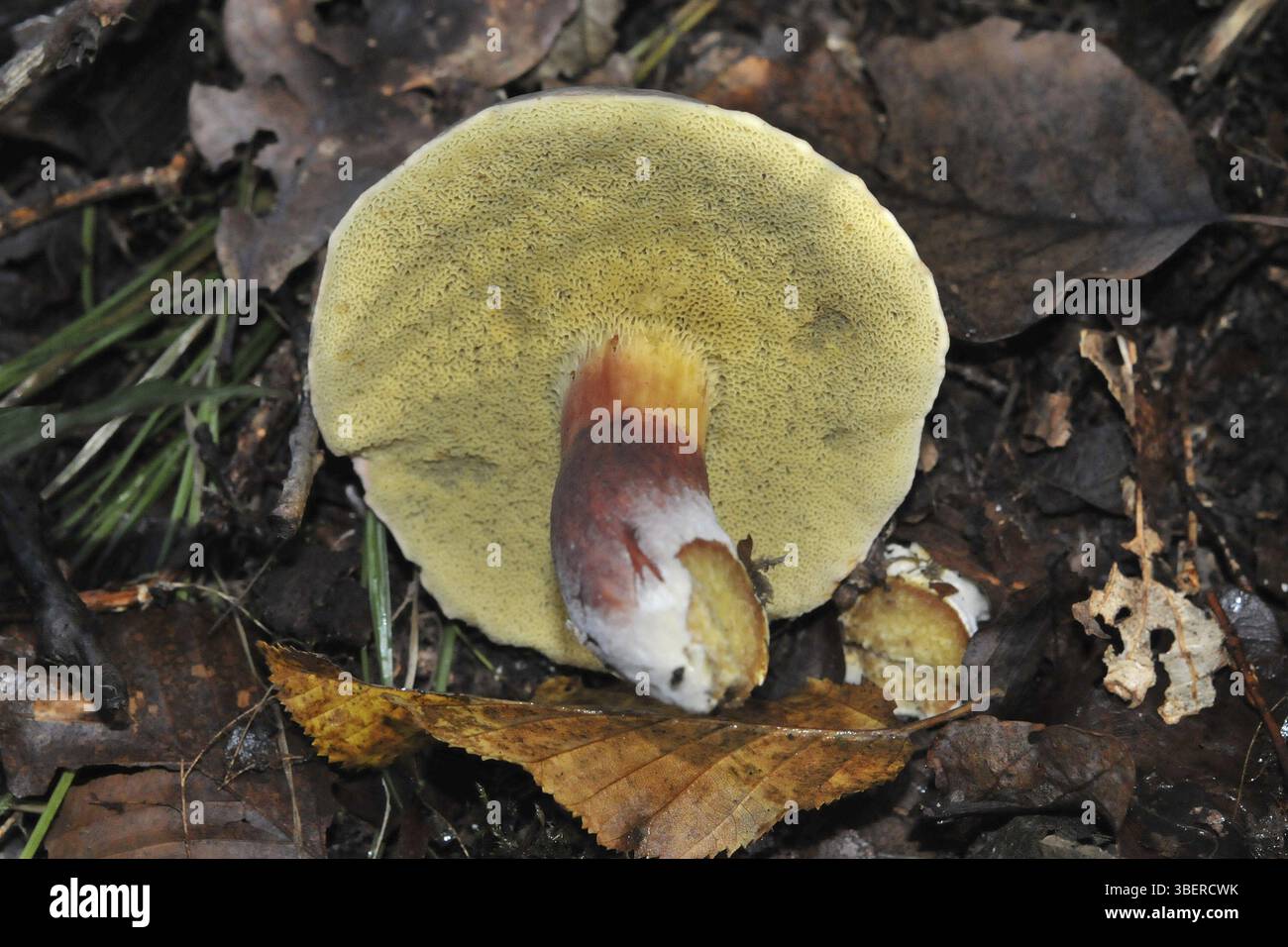 Red cracking bolete xerocomus chrysenteron hi-res stock photography and ...