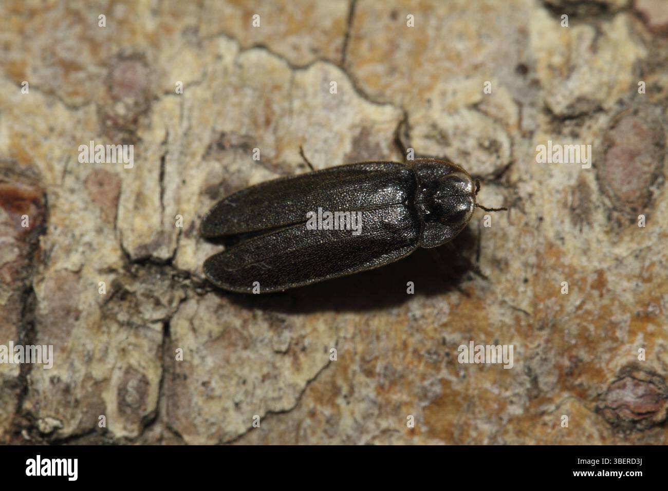 Small firefly (Lamprohiza splendidula Stock Photo - Alamy