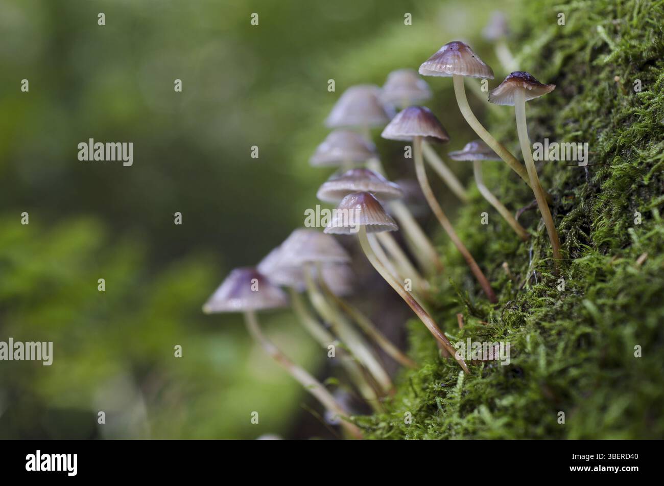 Clustered bonnet (Mycena inclinata Stock Photo - Alamy