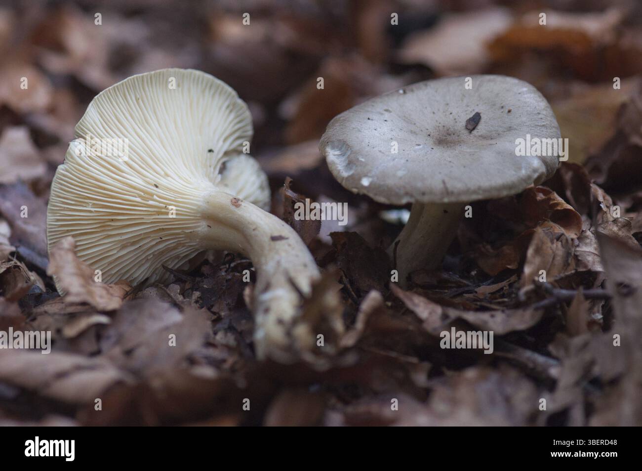 Clubfoot - funnel-shaped mushroom (Clitocybe clavipes Stock Photo - Alamy