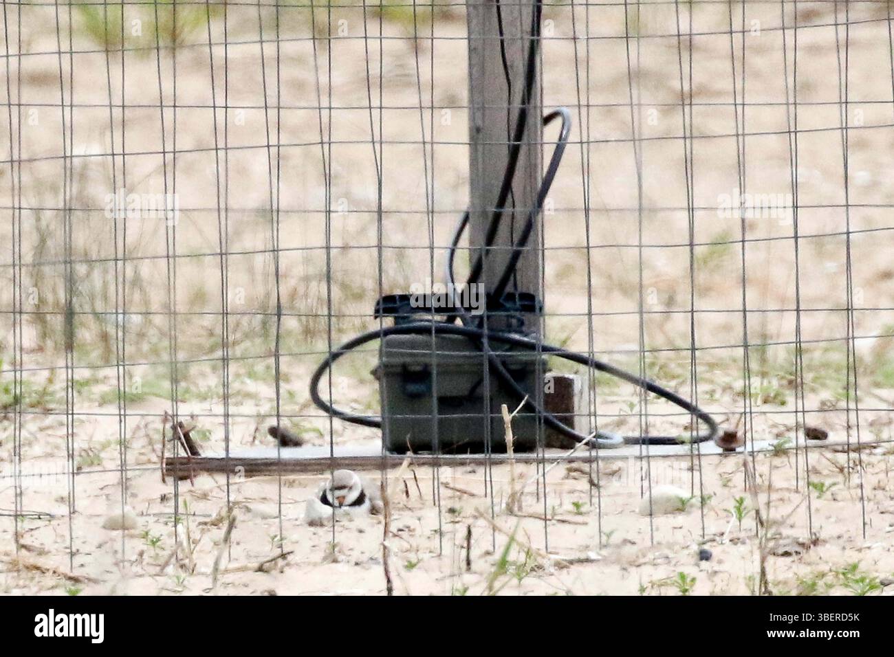 Sea Rocket, an endangered Piping Plover, is incubating four eggs inside ...