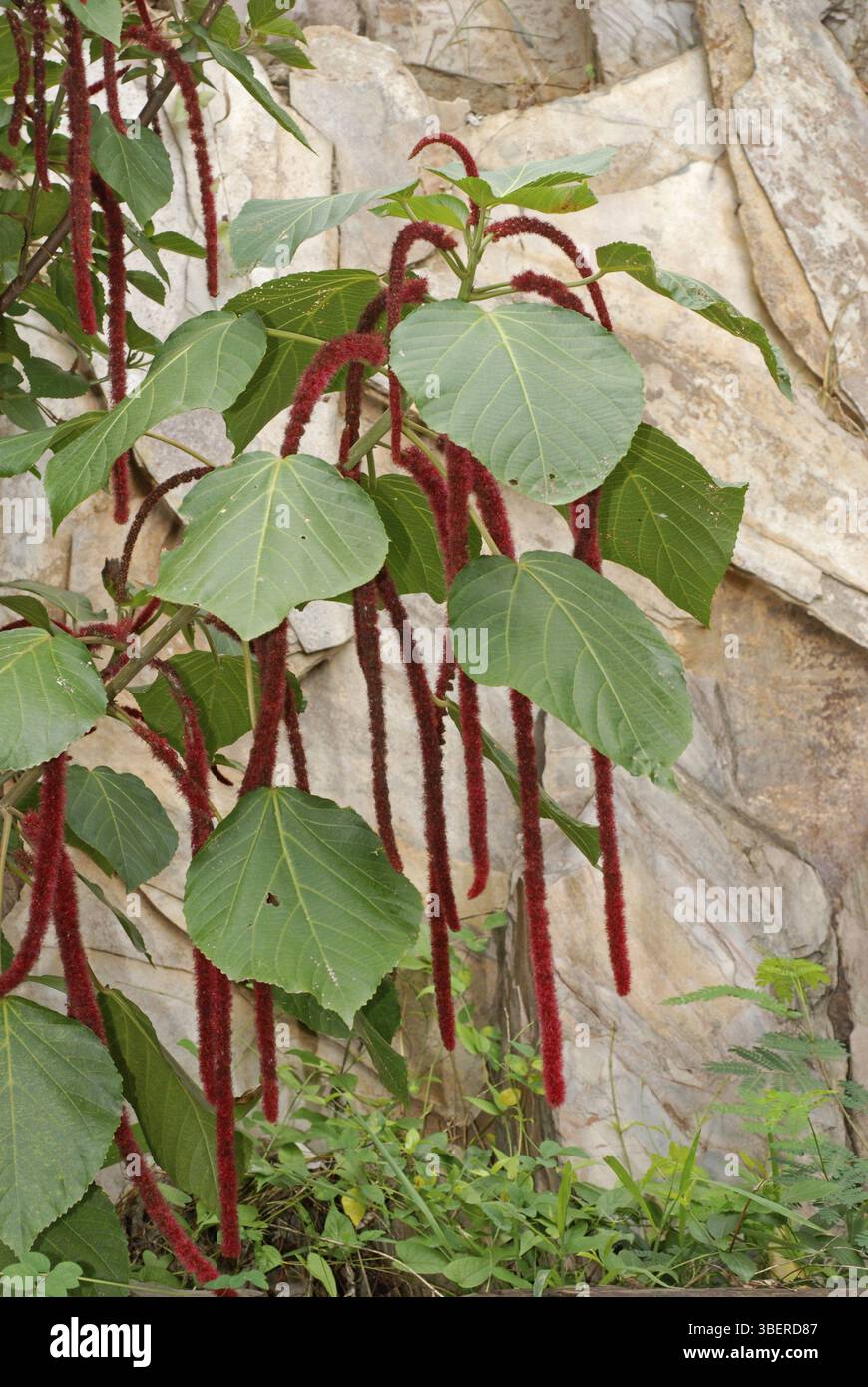 Foxtail species (Amaranthus sp Stock Photo - Alamy