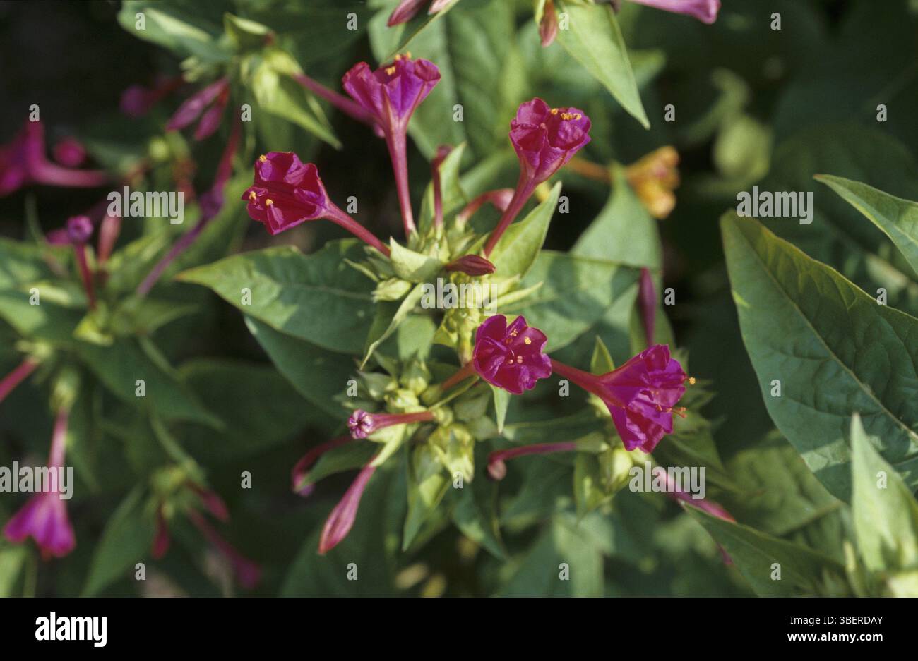 Miracle flower (Mirabilis jalapa Stock Photo - Alamy