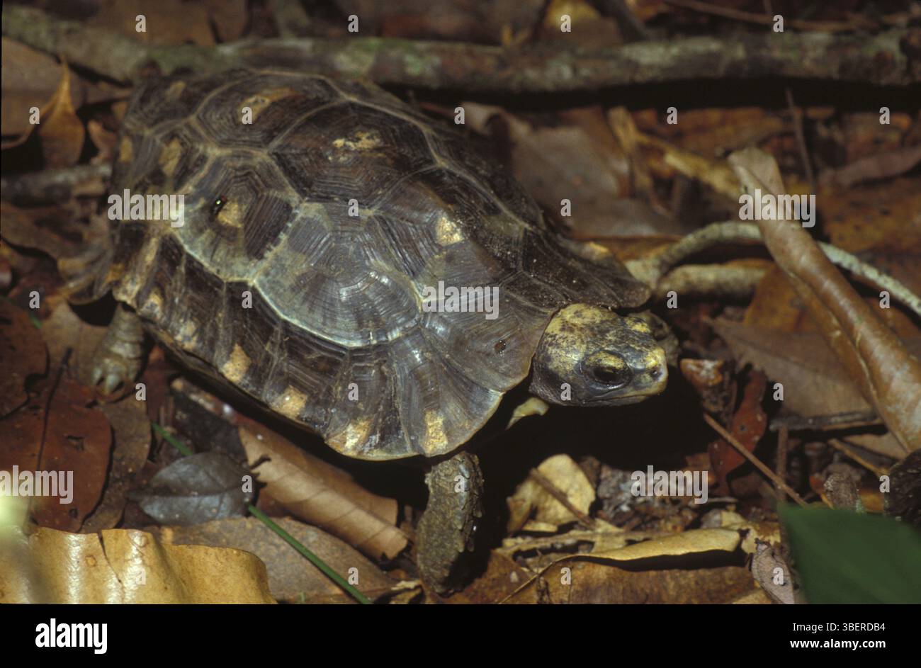 Shield toad hi-res stock photography and images - Alamy
