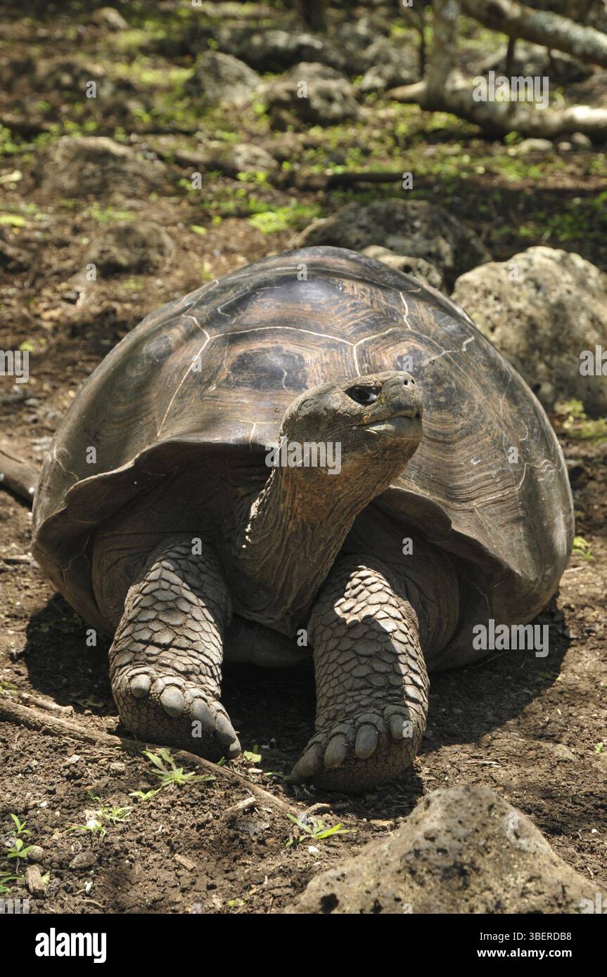 Santa Cruz giant tortoise (Chelonoidis nigra porteri Stock Photo - Alamy