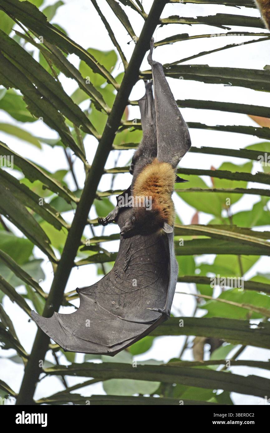 Rodricensis hi-res stock photography and images - Alamy