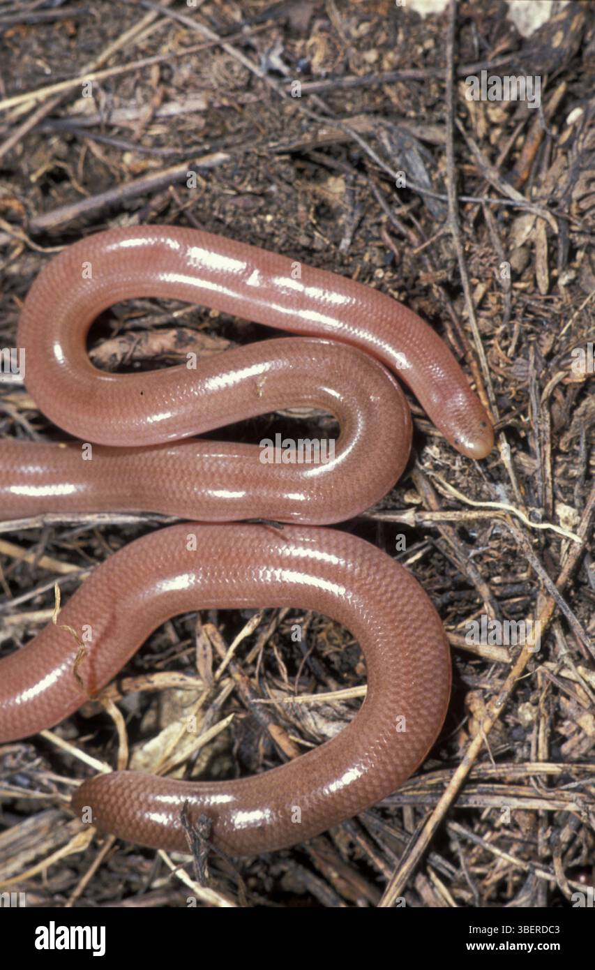 European blind snake typhlops vermicularis hi-res stock photography and ...