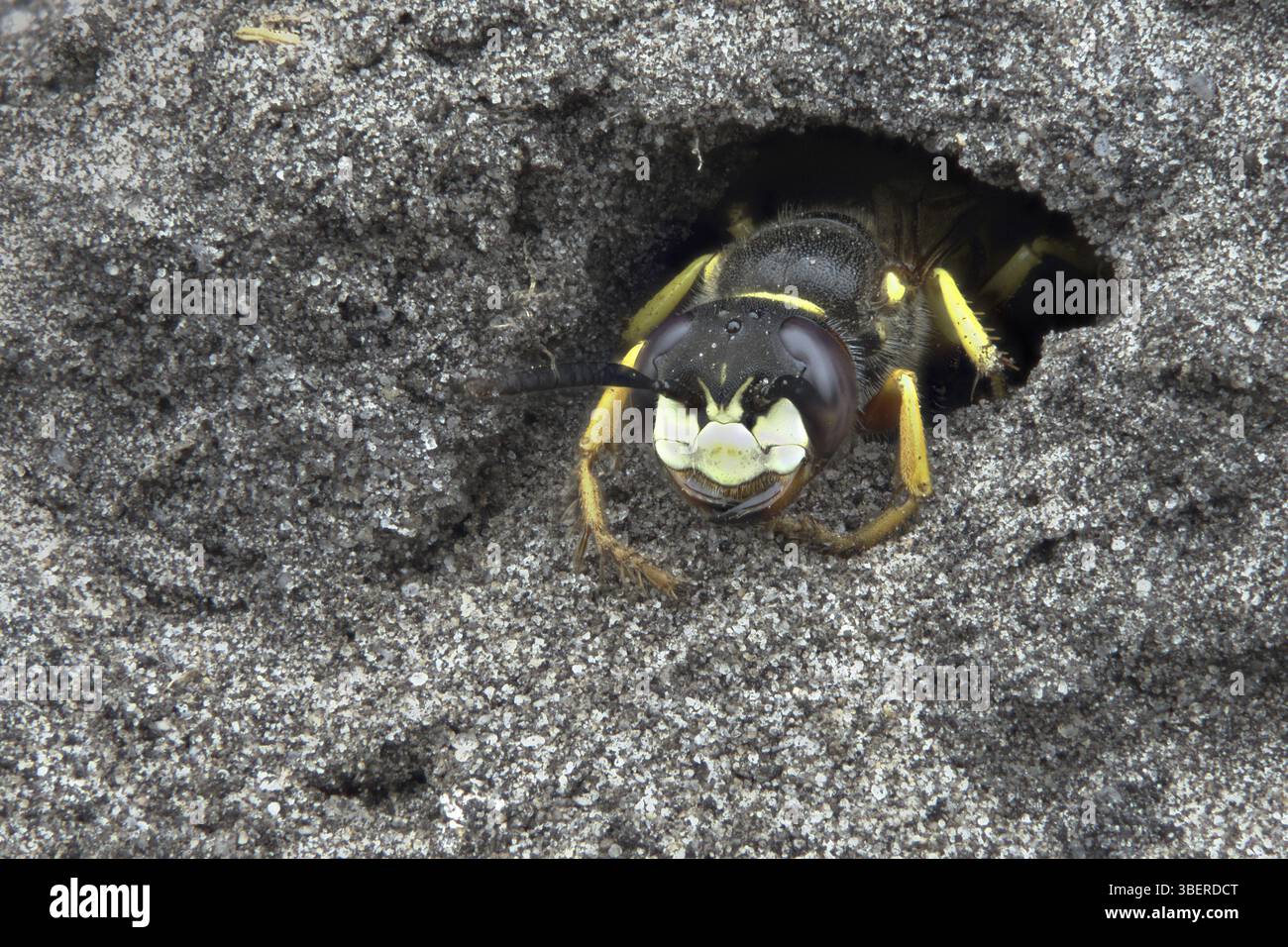 Beewolf (Philanthus triangulum Stock Photo - Alamy