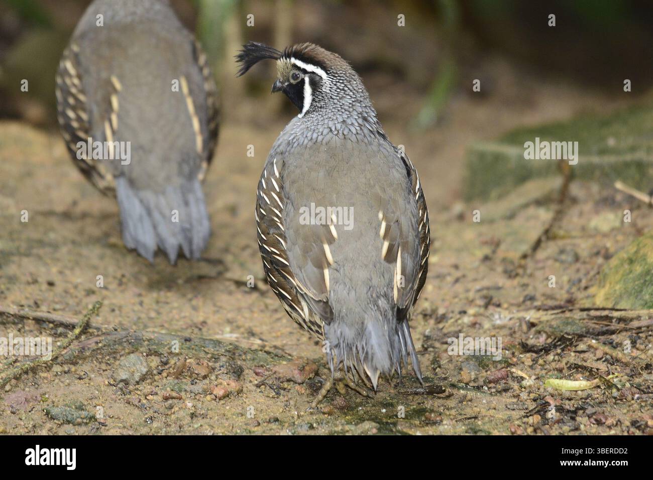 California crested quail, male (Callipepla californica Stock Photo - Alamy