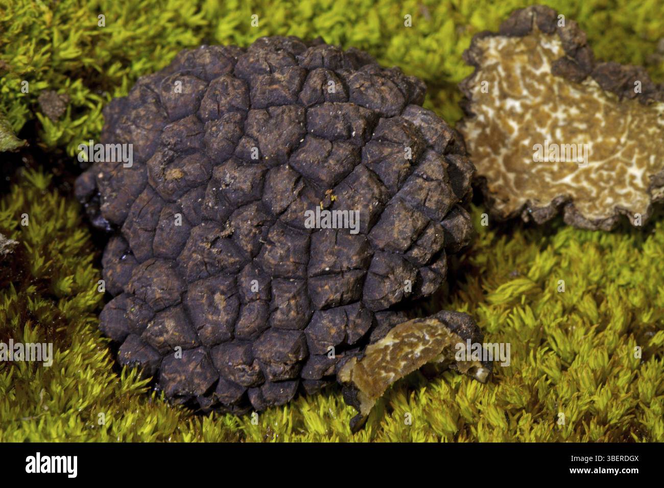 Summer truffle (Tuber aestivum Stock Photo - Alamy