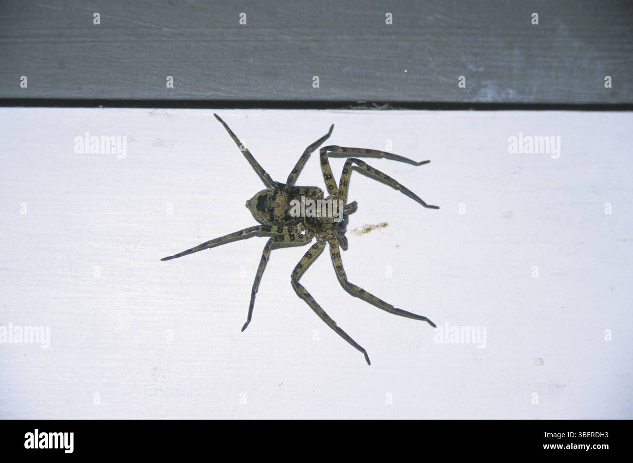 Australian giant crab hi-res stock photography and images - Alamy