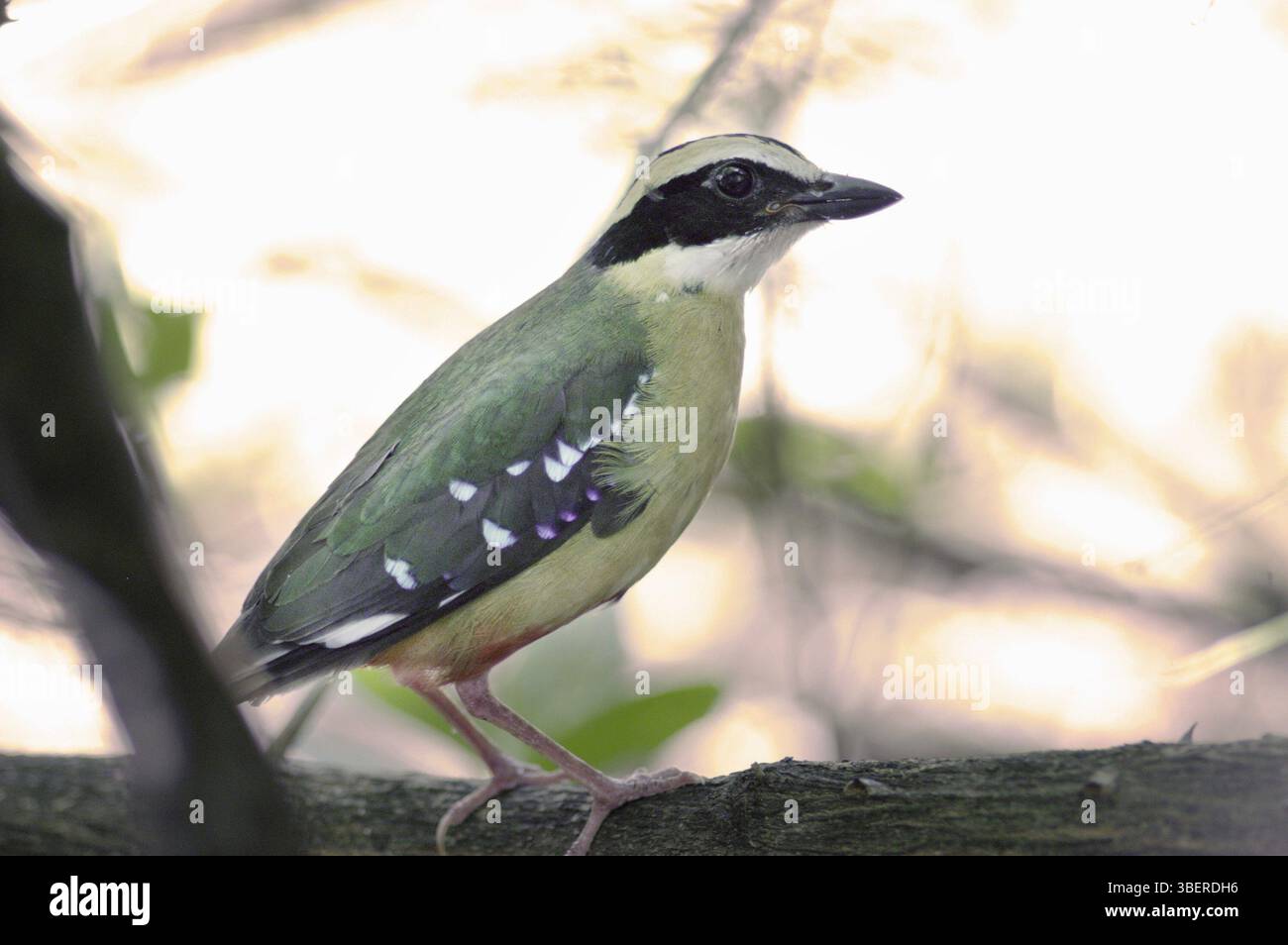 African pitta bird hi-res stock photography and images - Alamy