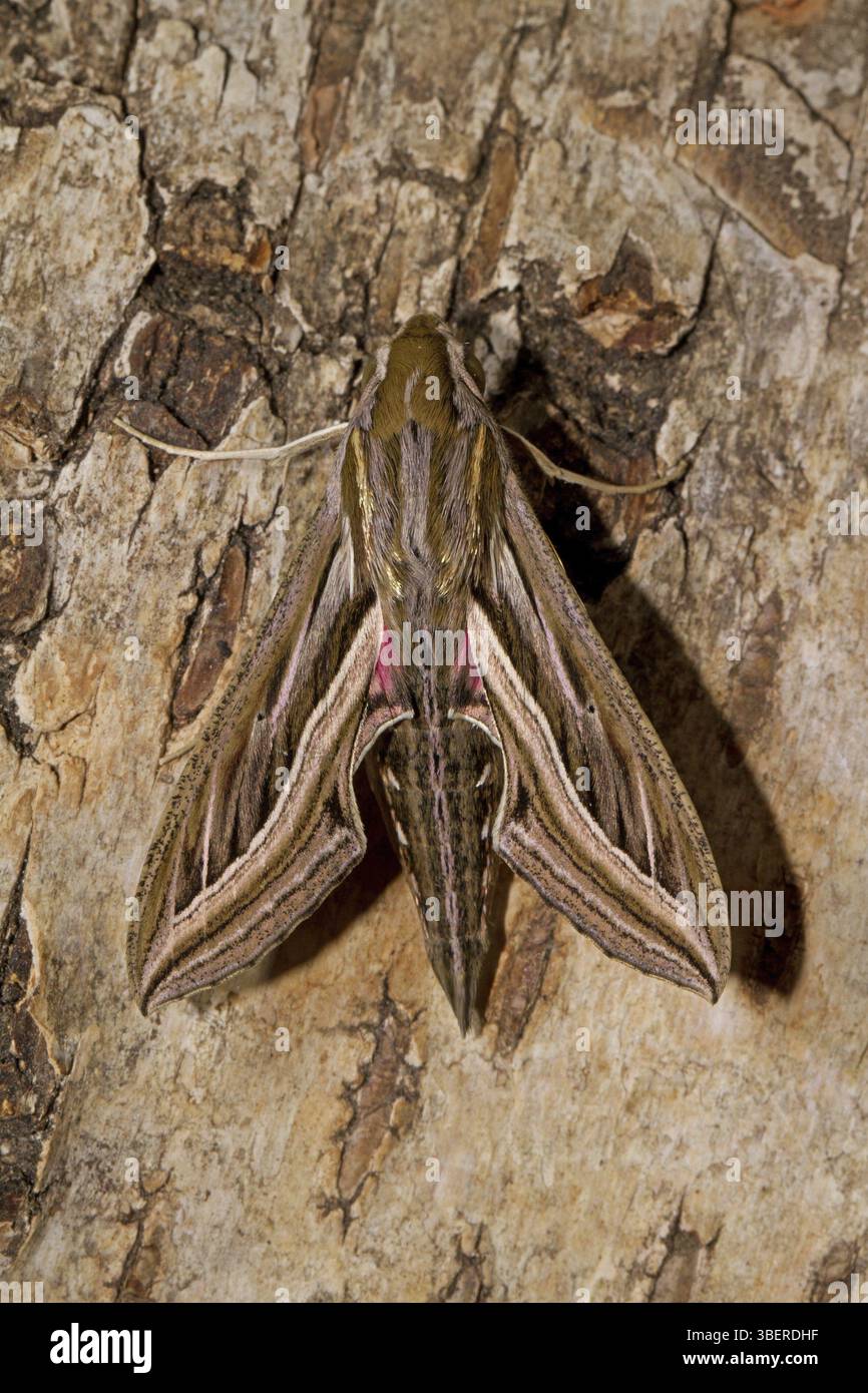 Vine Hawk-Moth (Hippotion celerio Stock Photo - Alamy
